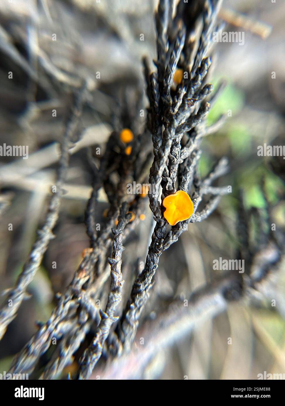 juniper disco (Pithya cupressina), Fungi, Moonstone Beach Dr, Cambria ...