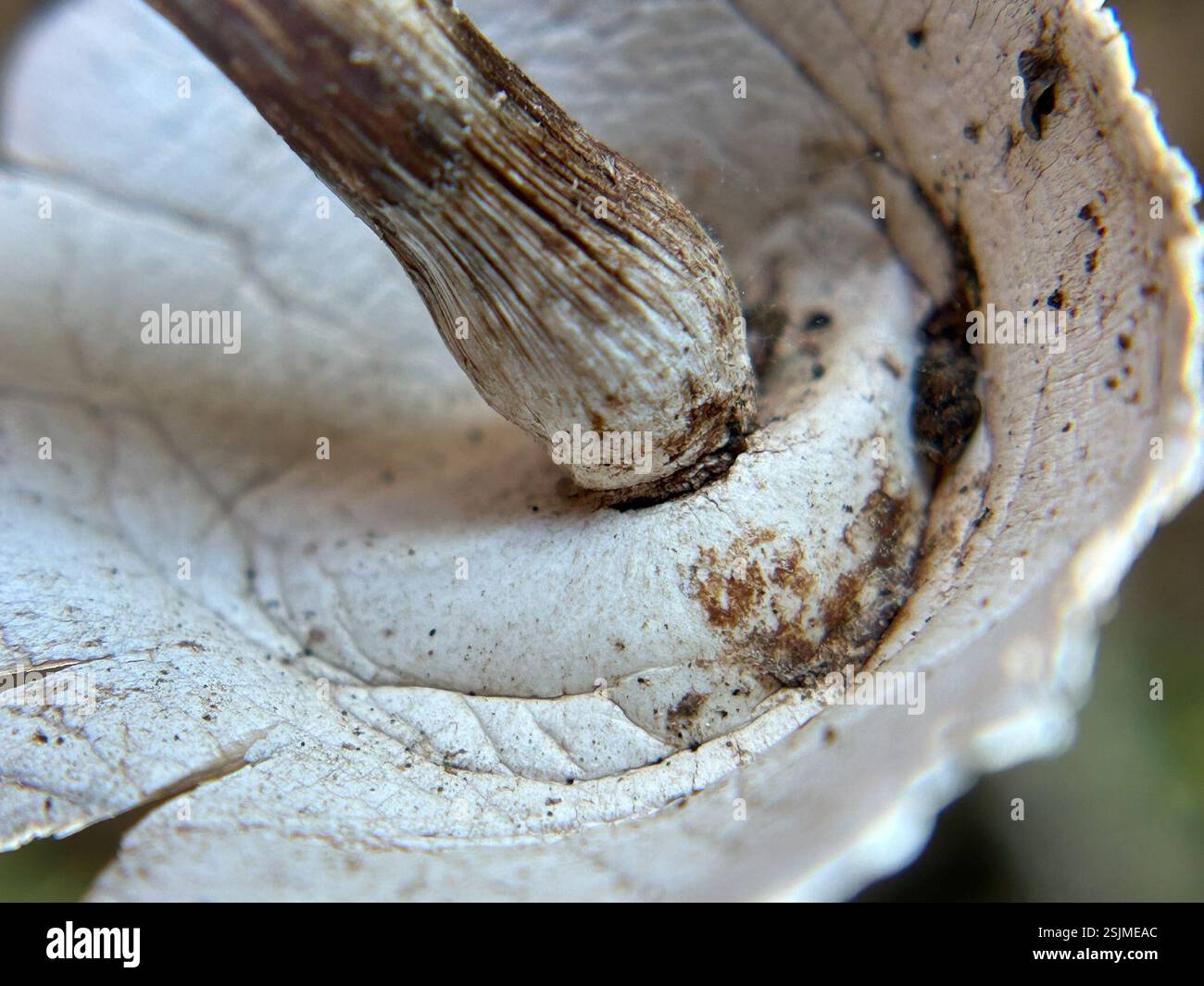 Sandy Stilt-puffball (Battarrea phalloides), Fungi, Moonstone Beach Dr ...