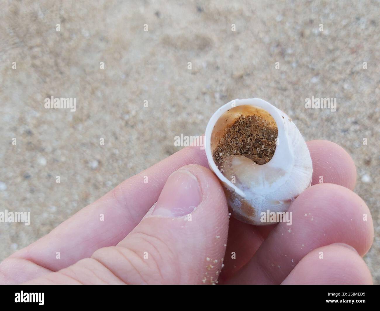 Garden Snail (Cornu aspersum), Mollusca, X9X9+43G, Meliha, Malta Stock ...