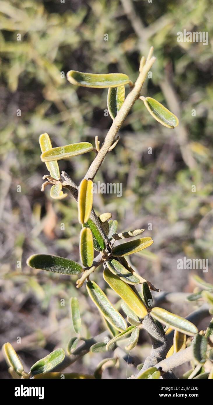 Desert Caper (Atamisquea emarginata), Plantae, La Paz, MX-BS, MX Stock ...