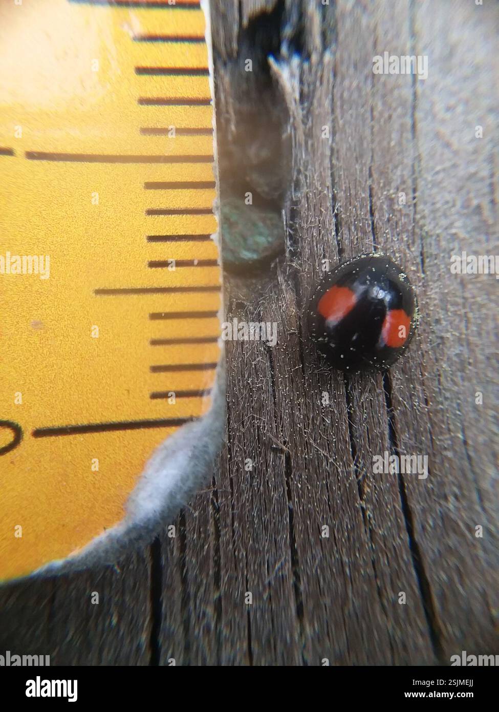 Cactus Lady Beetle (Chilocorus cacti), Insecta, Windsor Forest ...