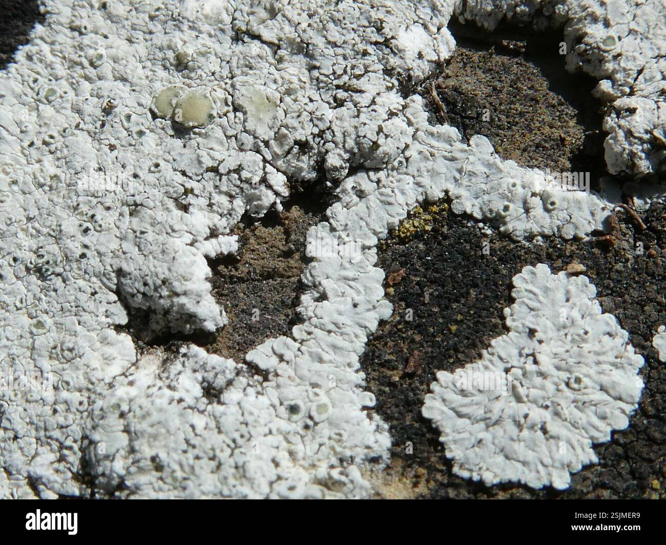 common lichens (Lecanoromycetes), Fungi, Ferrisburgh, VT, USA, On the ...