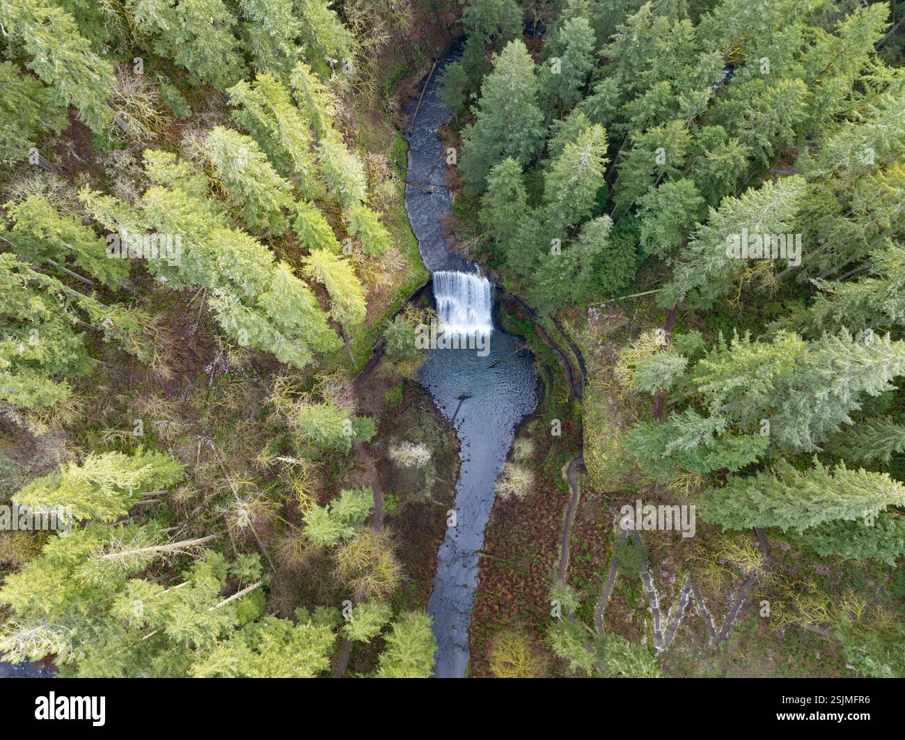 A beautiful waterfall flows amid a healthy forest in Oregon. The entire ...