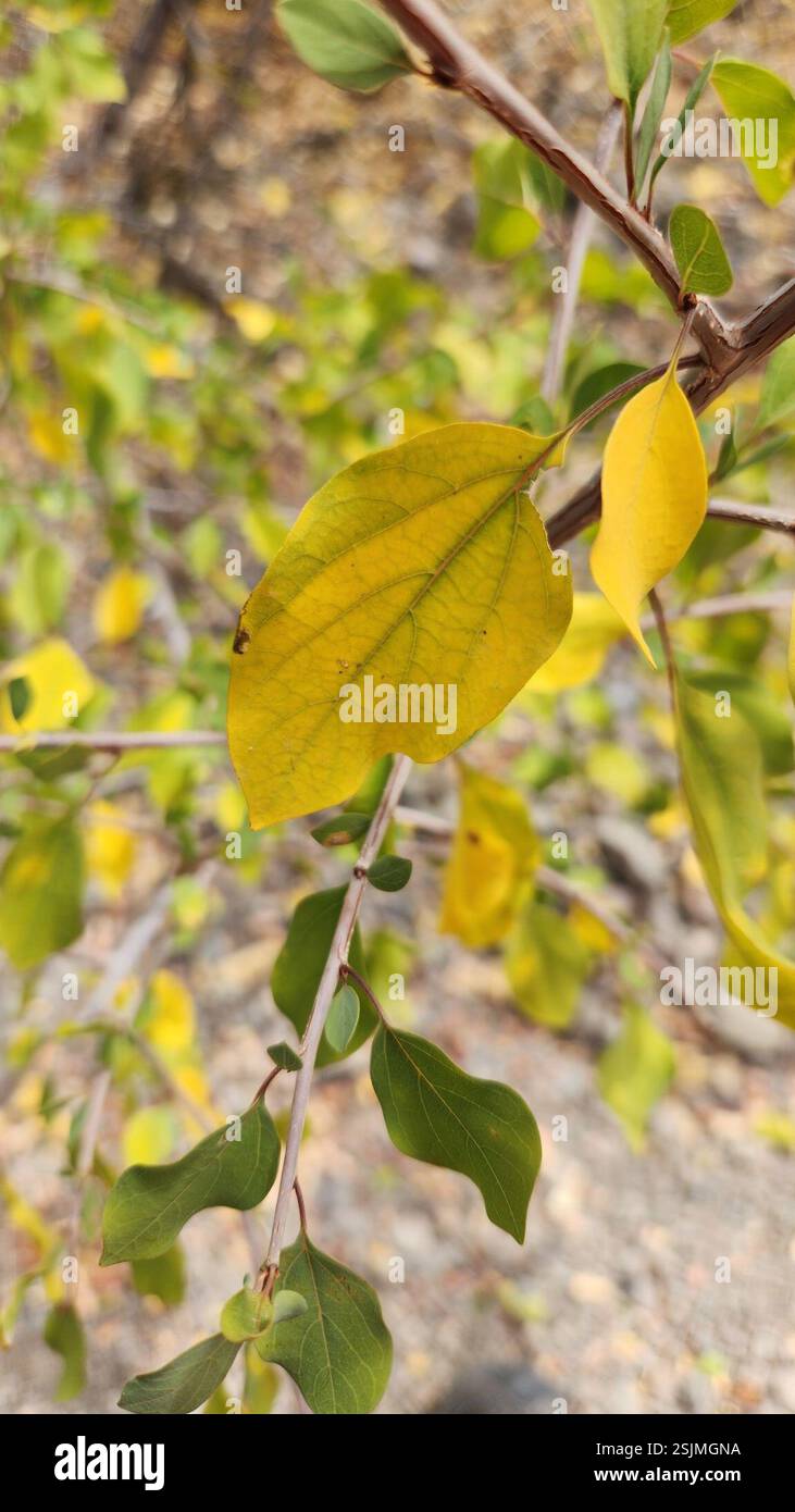 (Colubrina viridis), Plantae, Bahía de Loreto, Loreto, MX-BS, MX Stock ...
