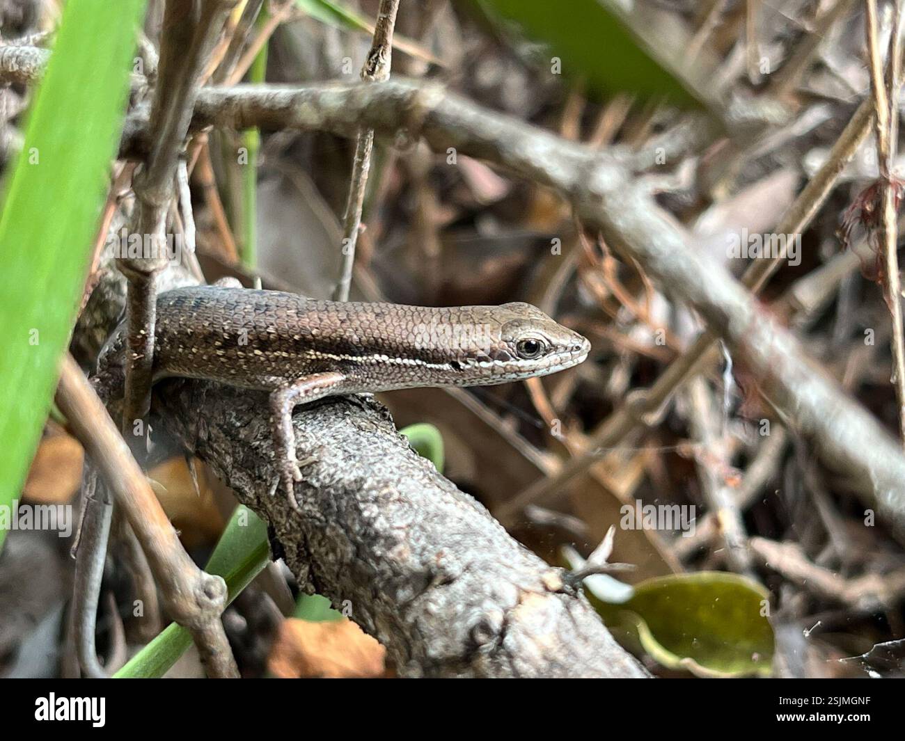 Open-litter Rainbow Skink (Carlia pectoralis), Reptilia, Oxford, QLD ...