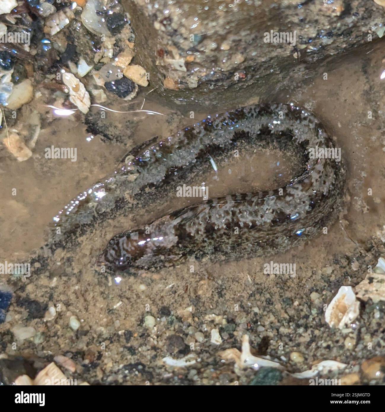 High Cockscomb (Anoplarchus purpurescens), Actinopterygii, Howe Sound ...
