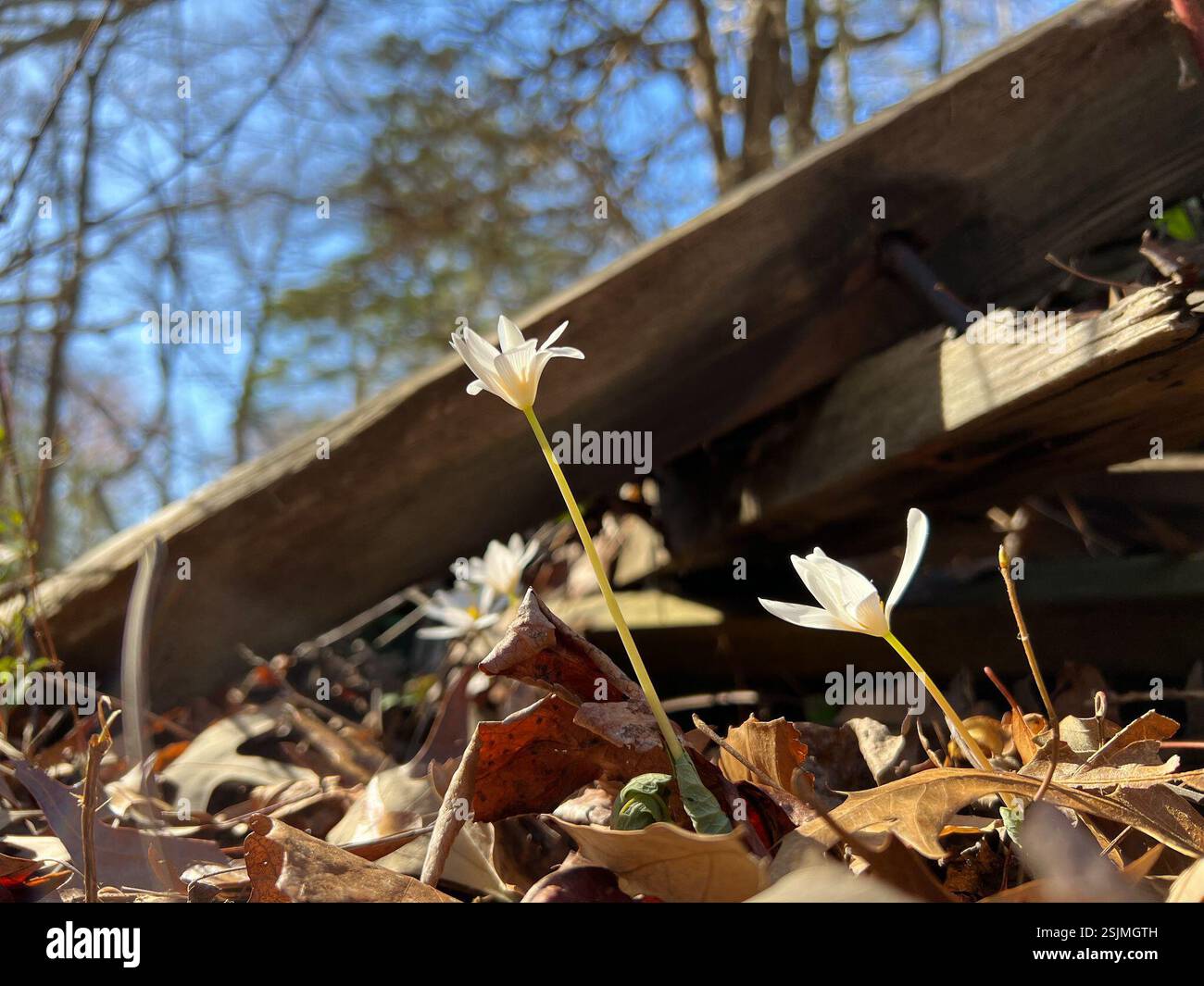 bloodroot (Sanguinaria canadensis), Plantae, Lexington Park, MD, US ...
