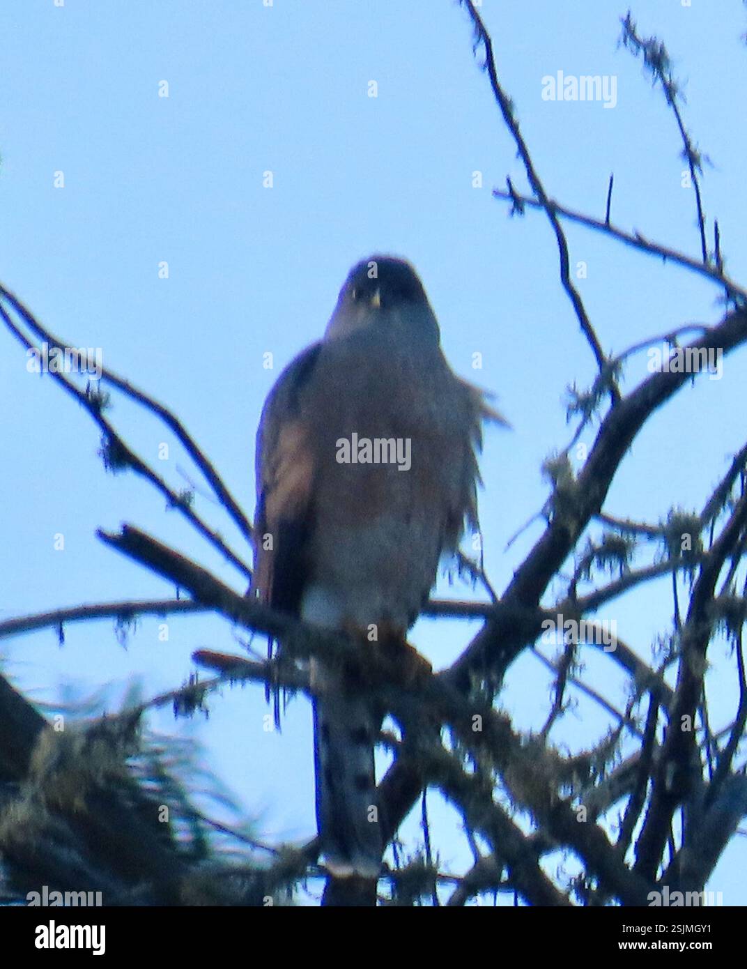 Cooper's Hawk (Astur cooperii), Aves, Country Park Rd, Salinas, CA, US ...