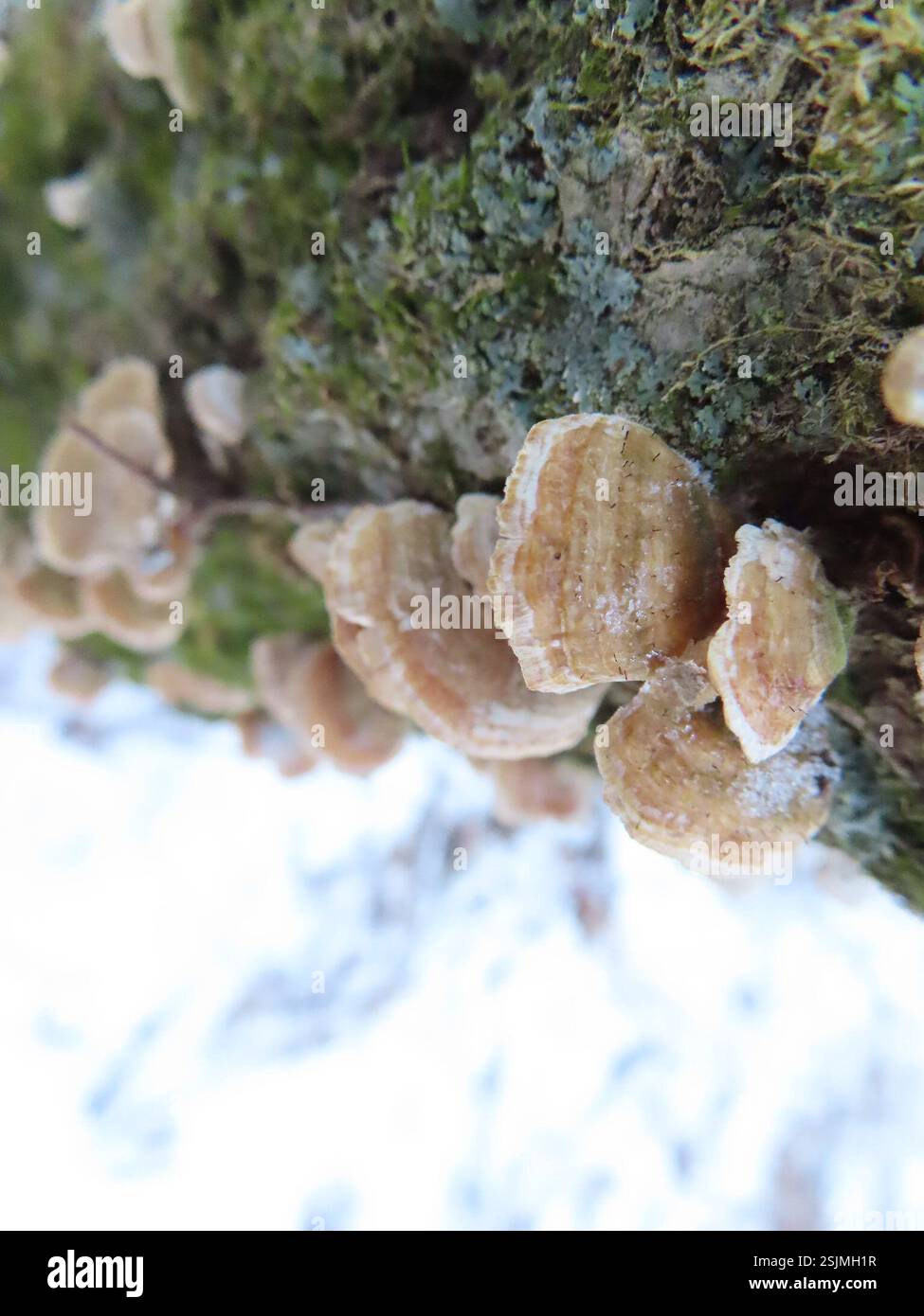 (Trichaptum), Fungi, Columbia County, WI, USA Stock Photo - Alamy