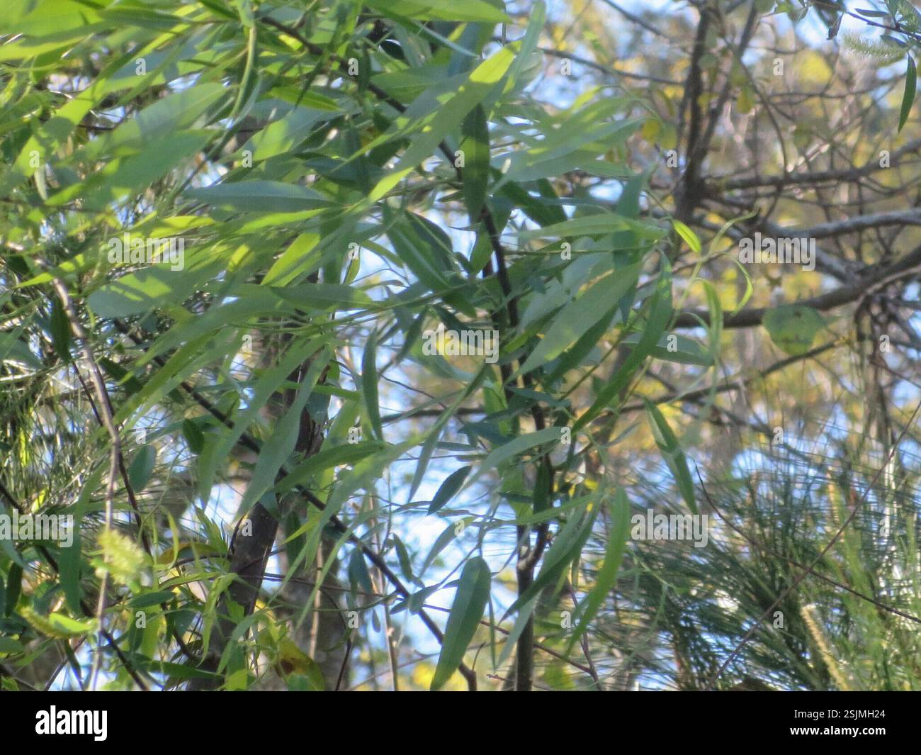 black willow (Salix nigra), Plantae, Windsor Forest, Savannah, GA, USA ...