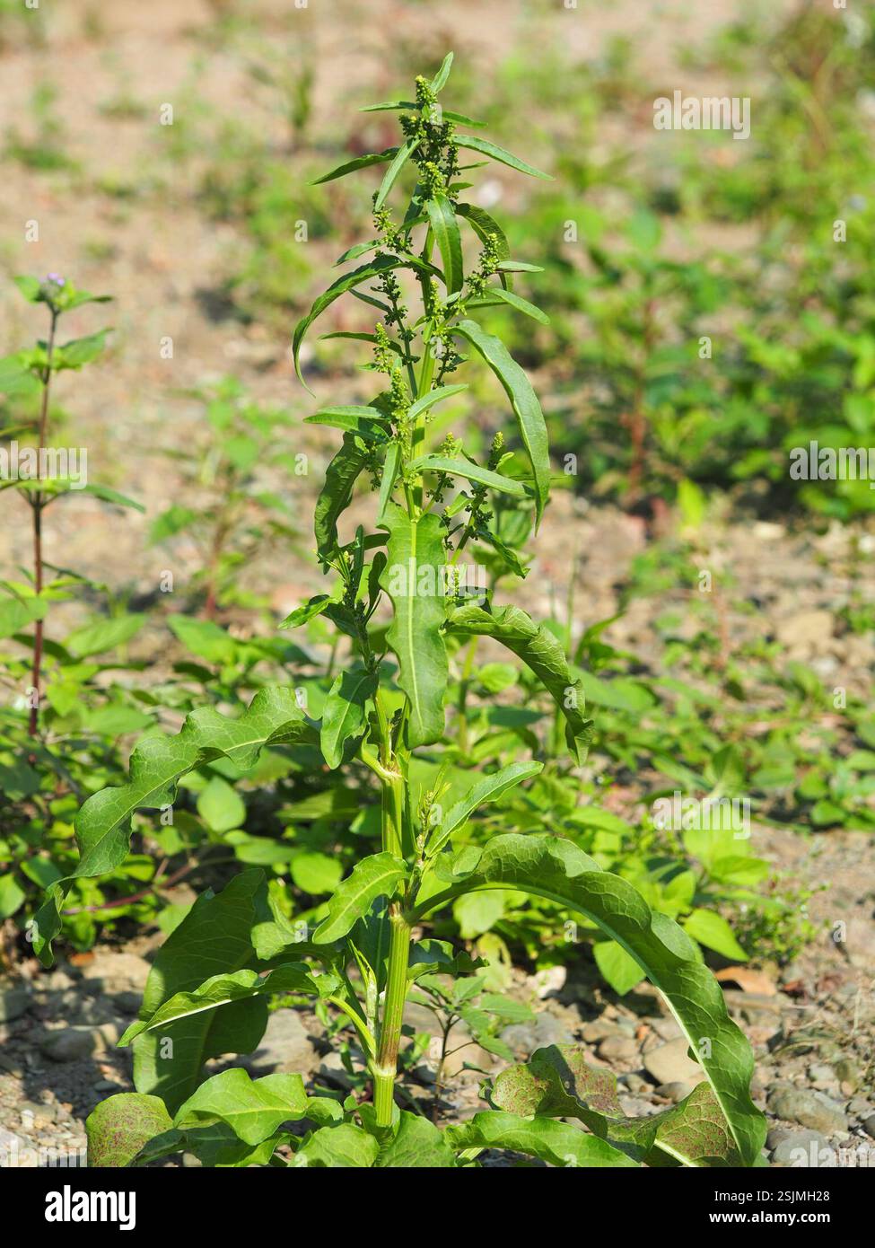 Japanese Dock (Rumex japonicus), Plantae, 台灣台北 Stock Photo - Alamy