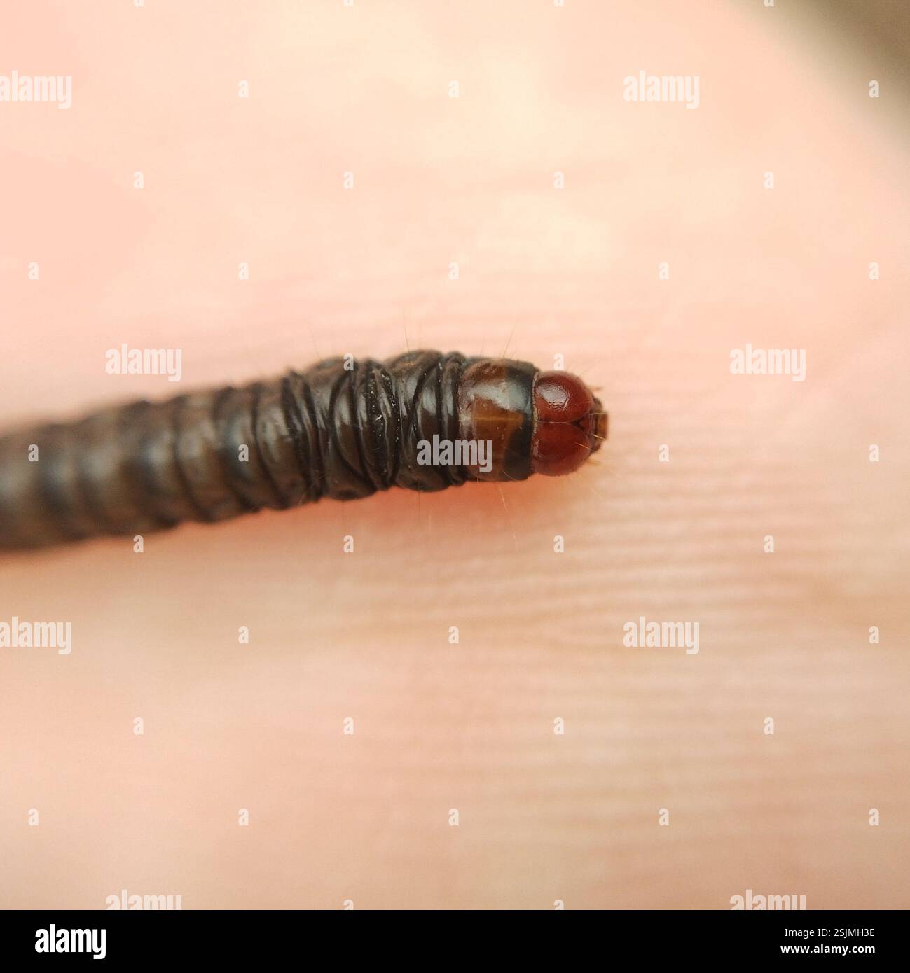 Tabby Moths (Aglossa), Insecta, Kosanin dol, Pancharevo, Bulgaria Stock ...