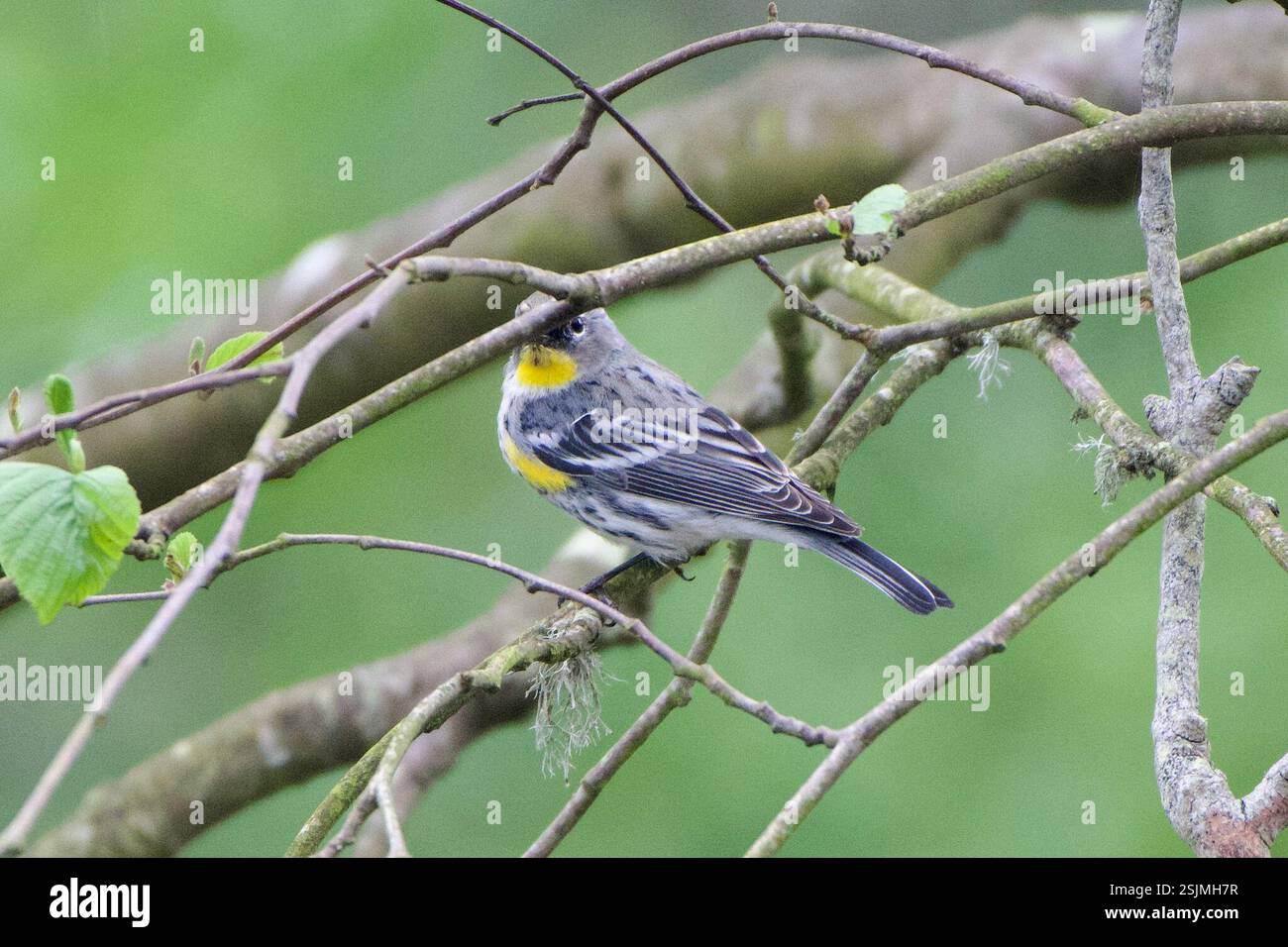 Audubon's Warbler (Setophaga coronata auduboni), Aves, North Lake ...
