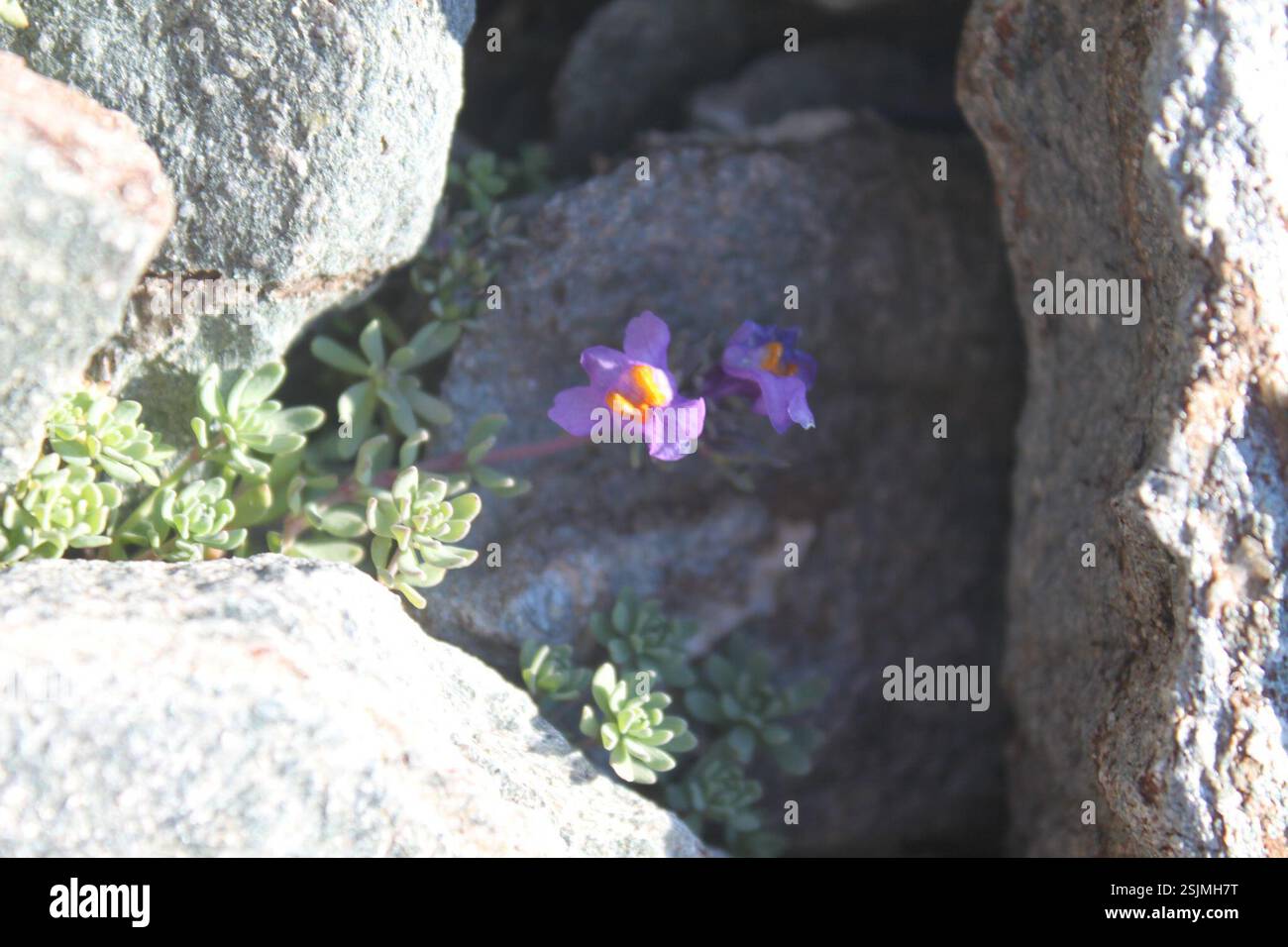 Alpine Toadflax (Linaria alpina), Plantae, 1945 Liddes, Suisse Stock ...