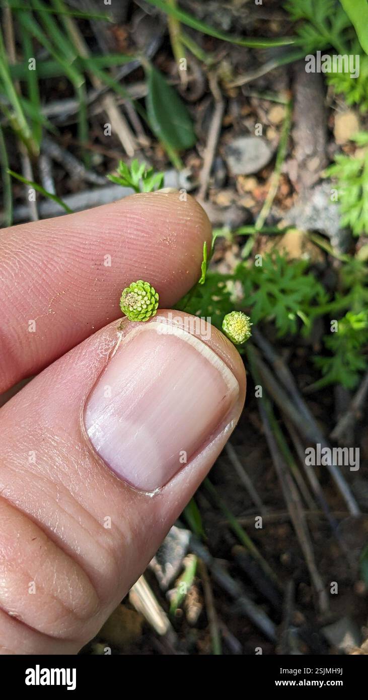 Common Cotula (Cotula australis), Plantae, Los Angeles, CA, USA Stock ...