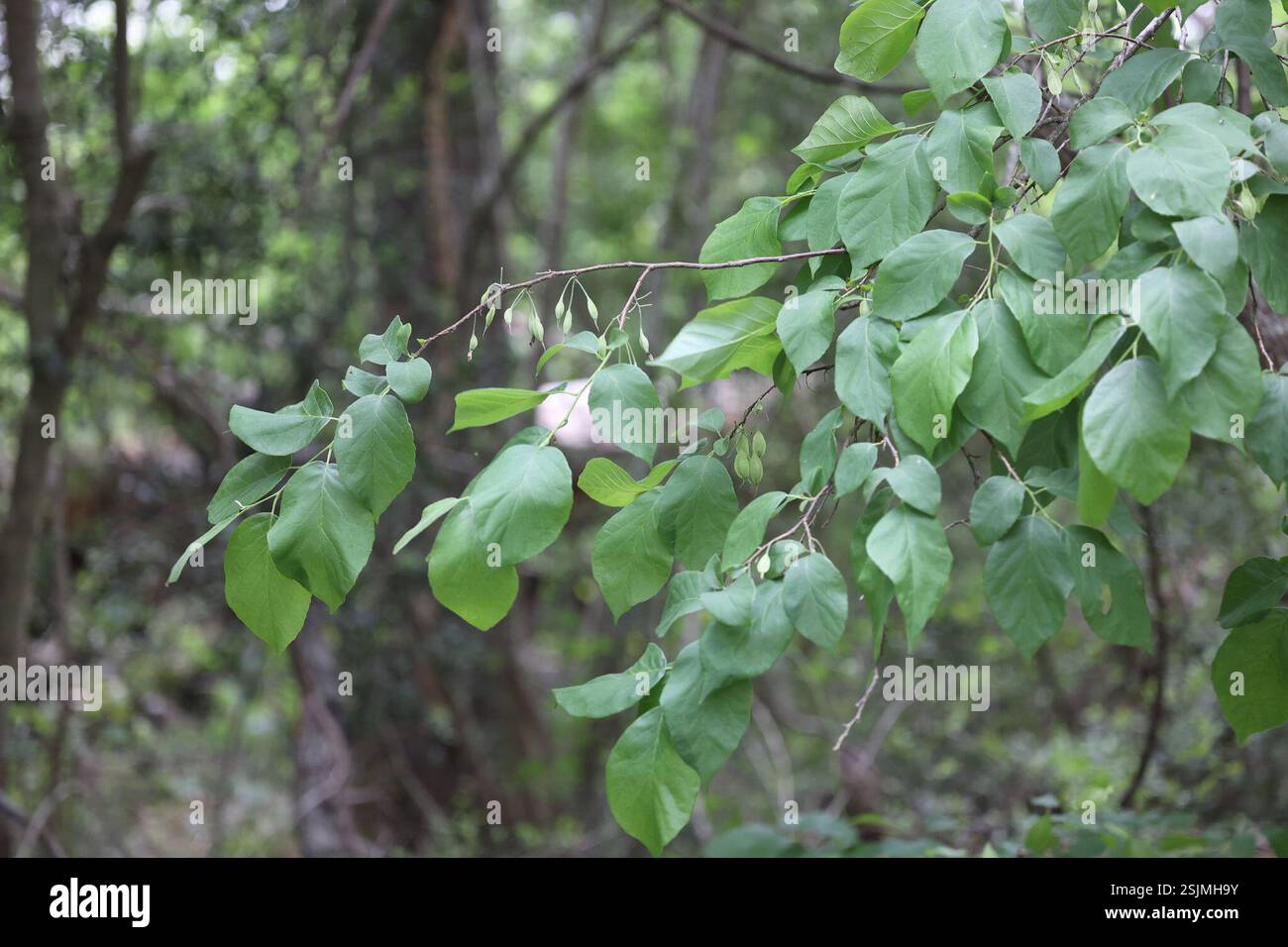 Two-wing Silverbell (Halesia diptera), Plantae, Calcasieu Parish, LA ...