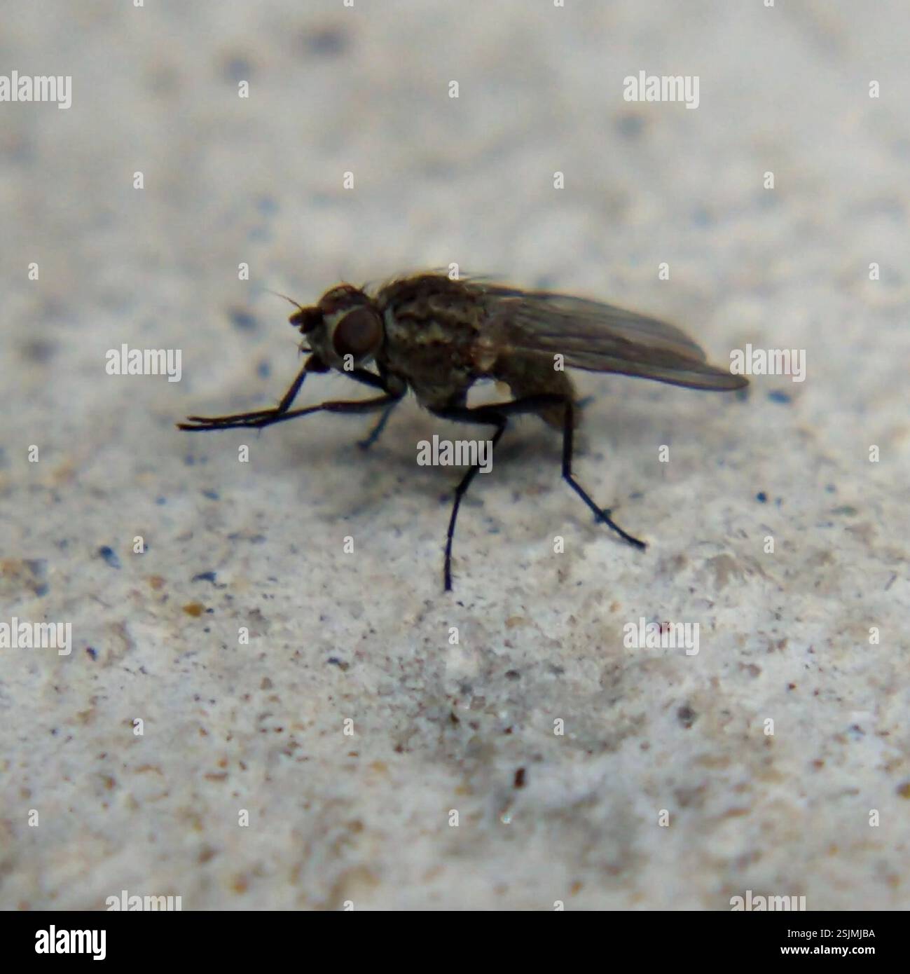 Muscoid Flies (Muscoidea), Insecta, California State University ...