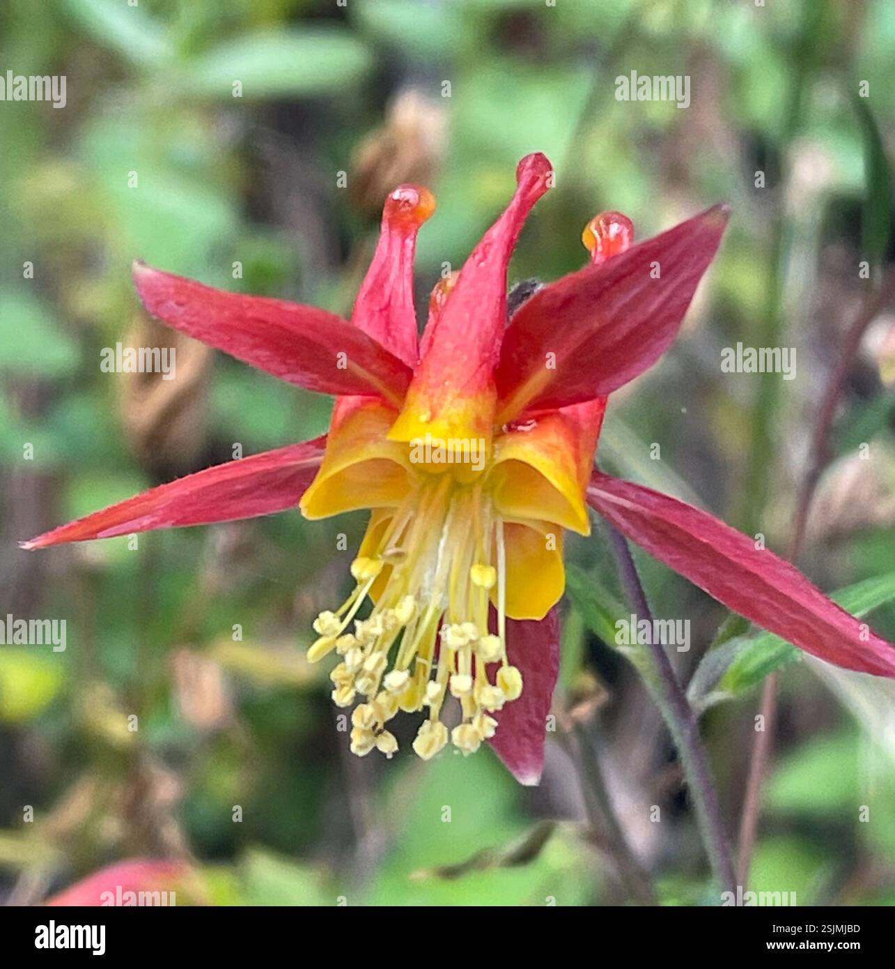 western columbine (Aquilegia formosa), Plantae, Julia Pfeiffer Burns ...