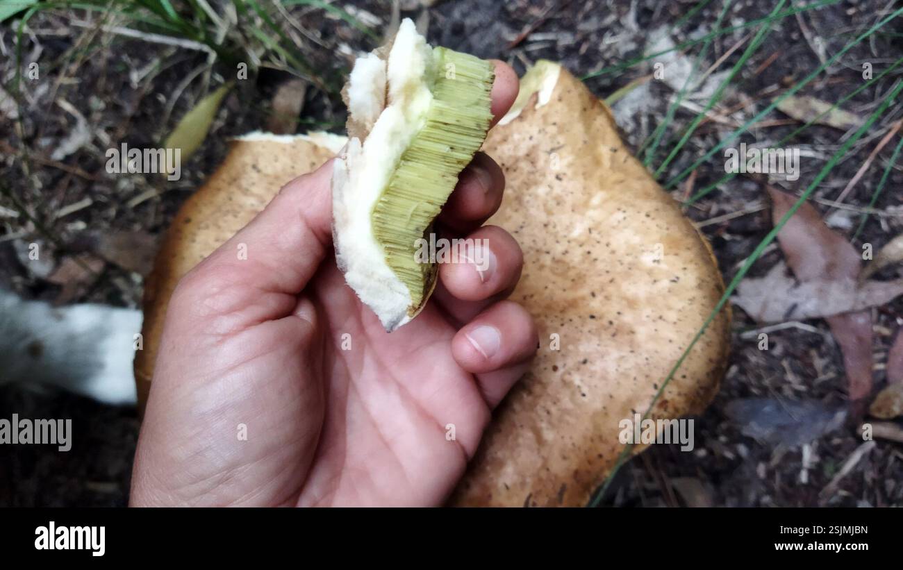 Purple-veiled Slippery Jack (Suillus luteus), Fungi, Witfontein forests ...