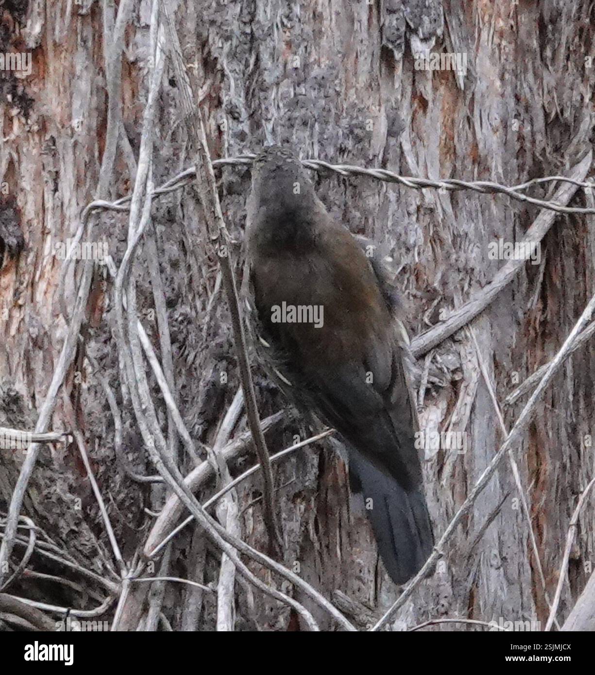 White-throated Treecreeper (Cormobates leucophaea), Aves, The Basin VIC ...
