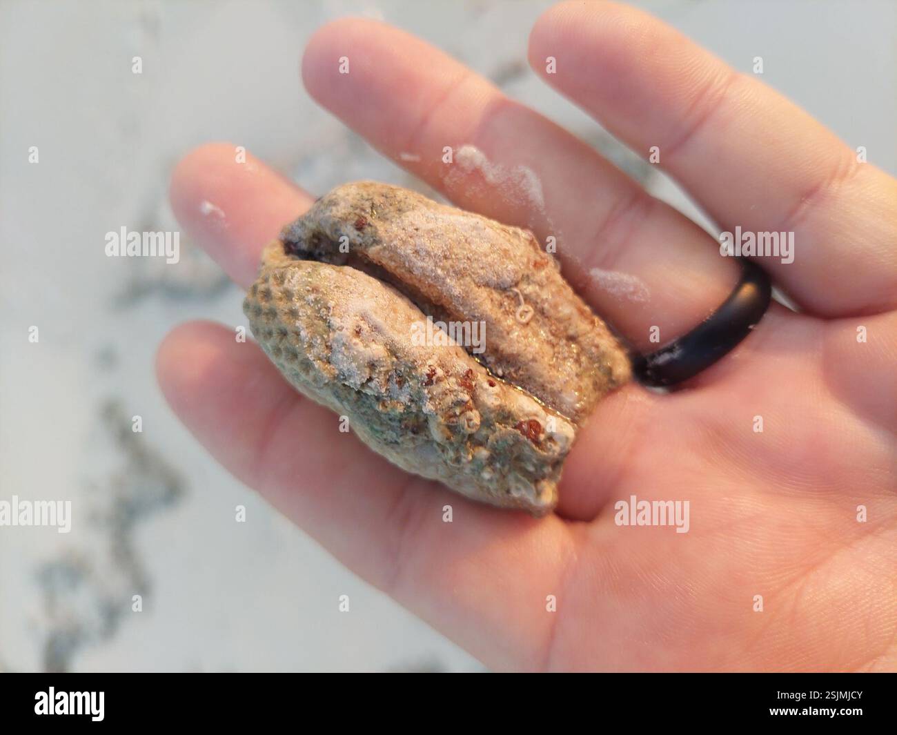 Turkey Wing (Arca zebra), Mollusca, Morón, CU-CA, CU Stock Photo - Alamy