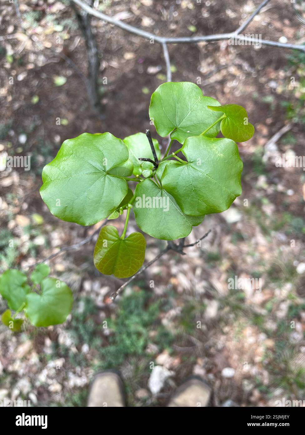 Texas redbud (Cercis canadensis texensis), Plantae, Killeen, TX, US ...