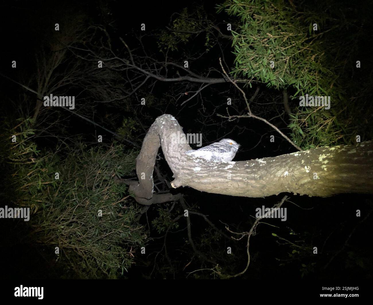 Tawny Frogmouth (Podargus strigoides), Aves, Sydney NSW, Australia ...