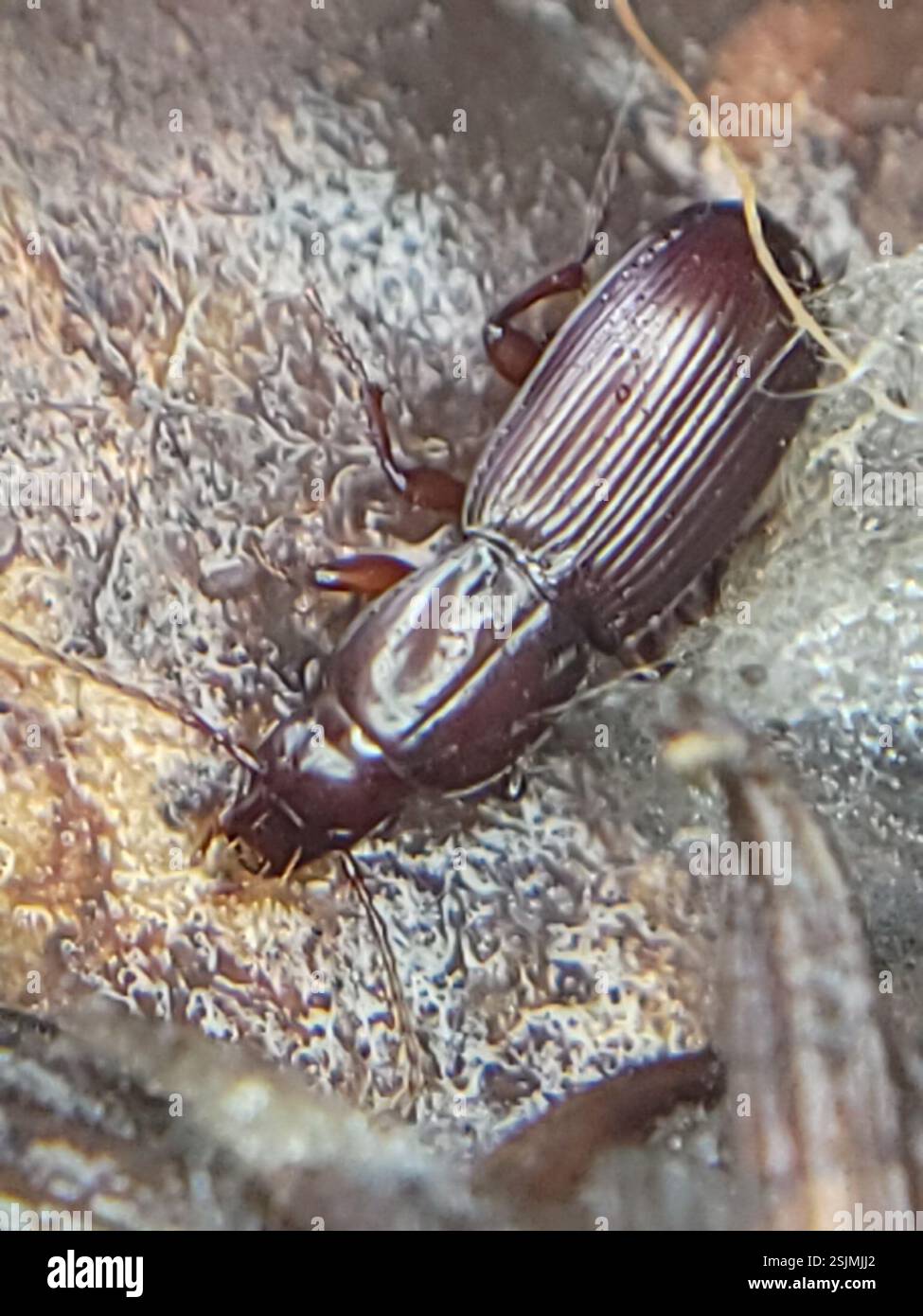 (Pterostichus angustus), Insecta, Saratoga, CA 95070, USA Stock Photo ...