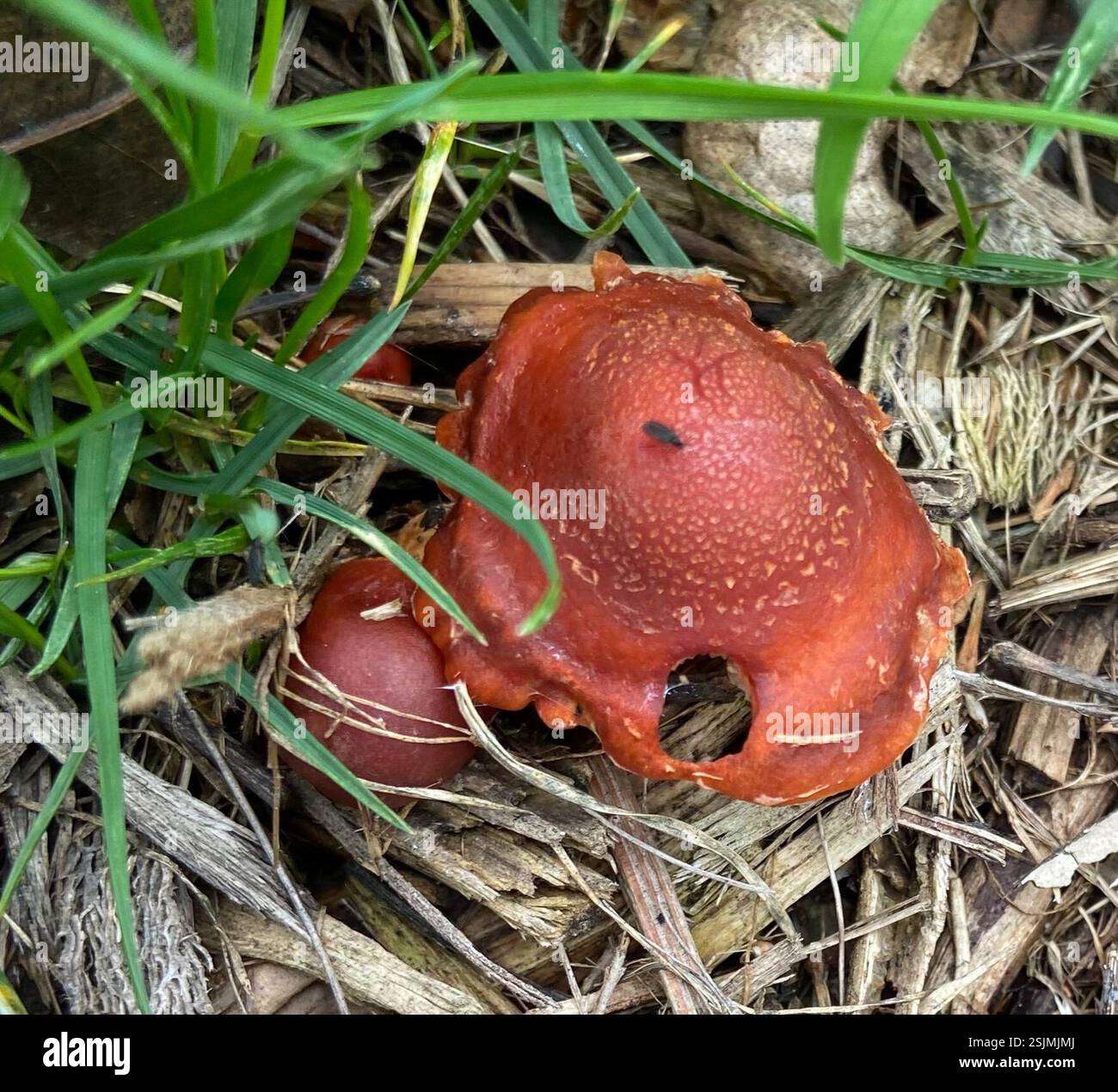 Chip Cherries (Leratiomyces ceres), Fungi, Central Park at Playa Vista, Los Angeles, CA, US ...