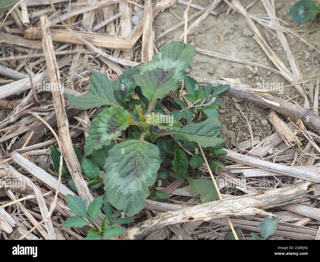 purple amaranth (Amaranthus blitum), Plantae, 台灣嘉義縣 Stock Photo - Alamy