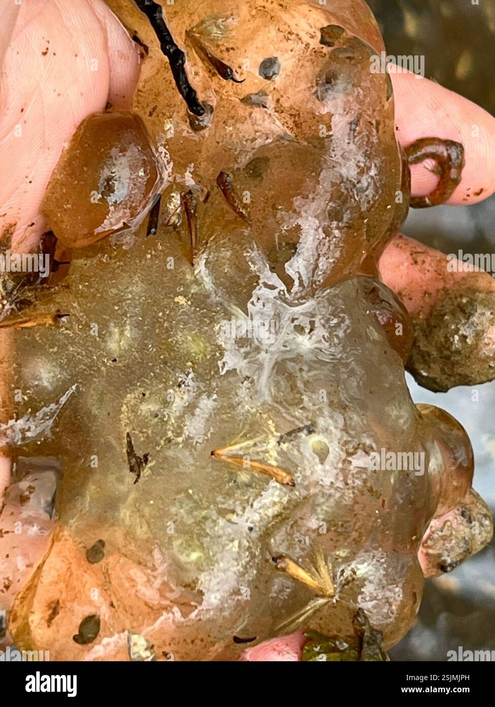 Mole Salamanders (Ambystoma), Amphibia, Tripp Farm Rd, Carrboro, NC, US ...