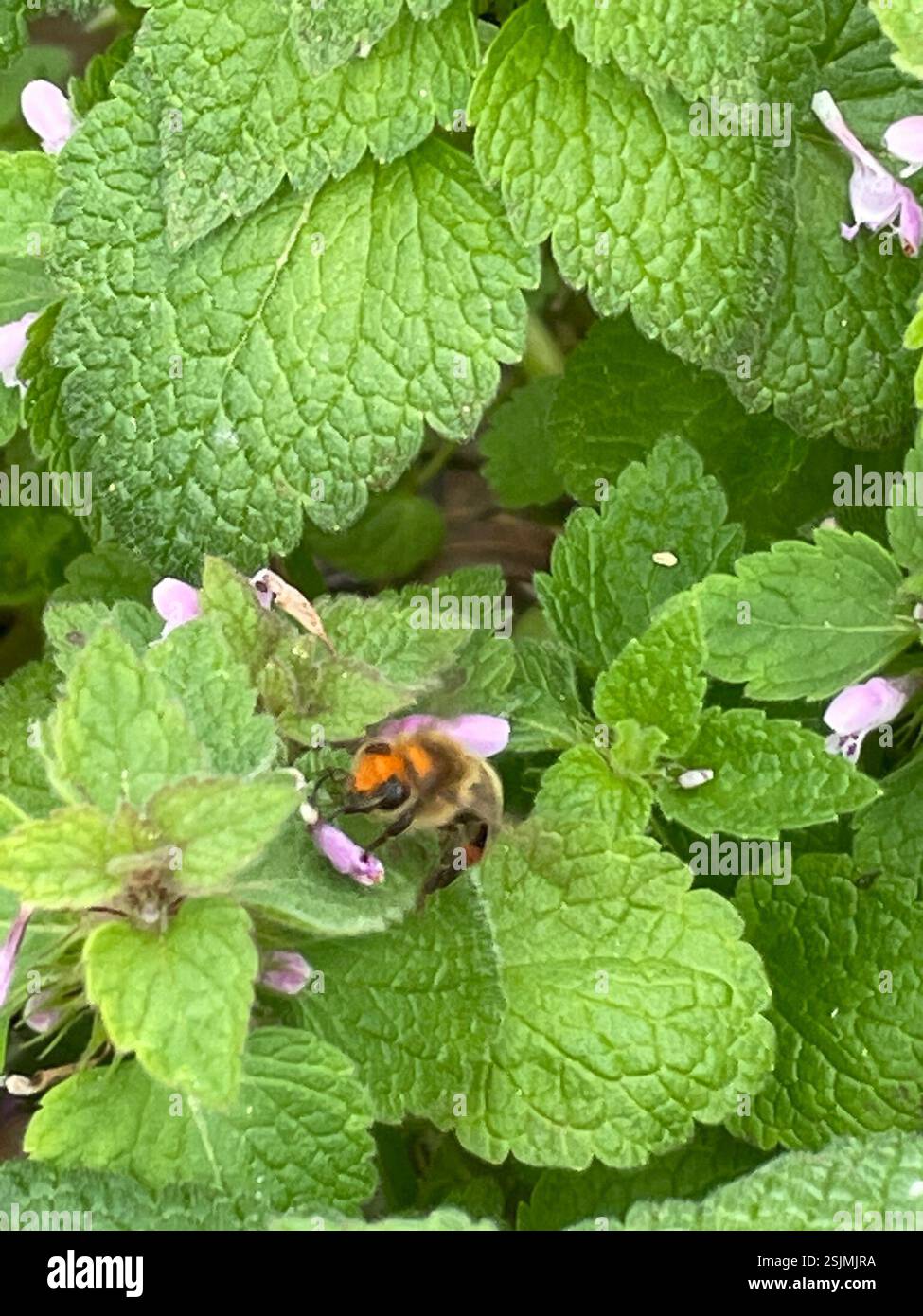 Western Honey Bee (Apis mellifera), Insecta, The by Way NE, Atlanta, GA ...
