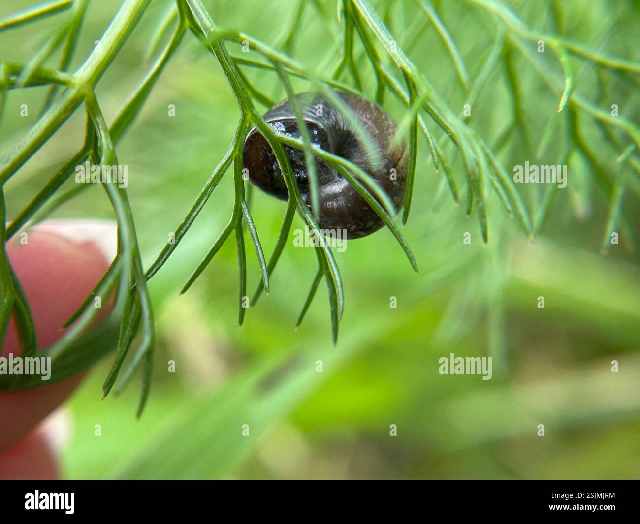 Common Land Snails and Slugs (Stylommatophora), Mollusca, Alviso, San ...