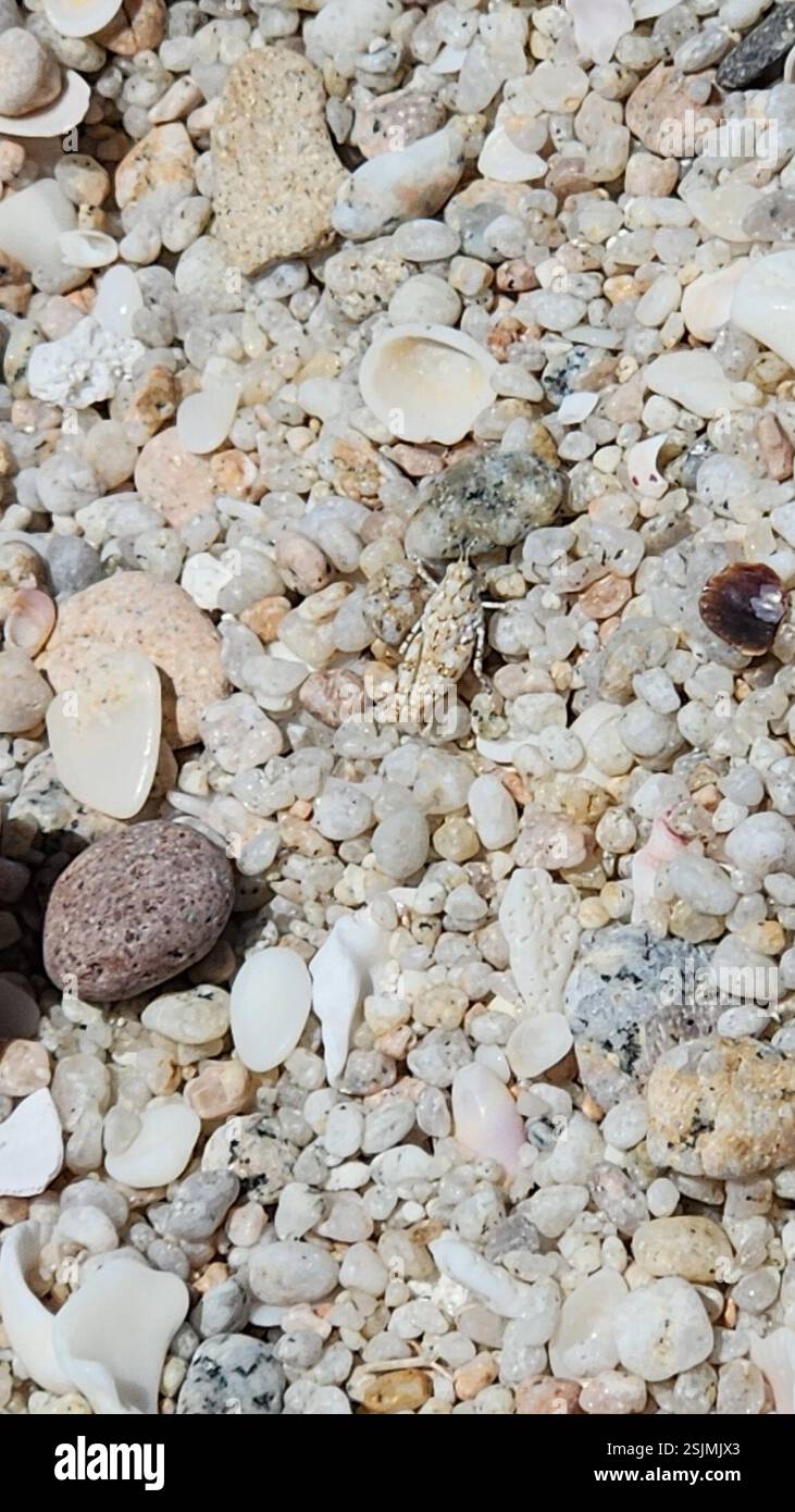 Cream Grasshopper (Cibolacris parviceps), Insecta, La Paz, MX-BS, MX ...