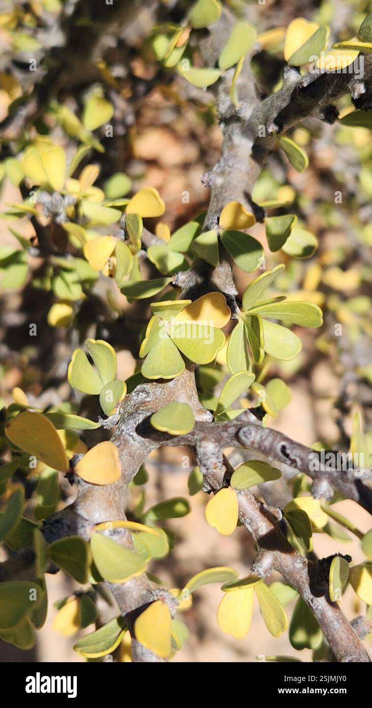 Physicnut (Jatropha cuneata), Plantae, La Paz, MX-BS, MX Stock Photo ...