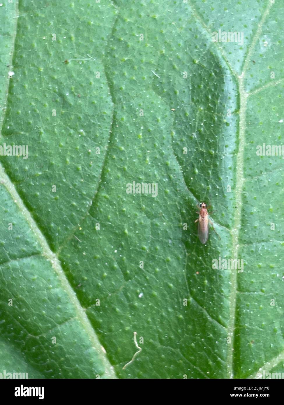 Small Grass Fly (Lonchoptera bifurcata), Insecta, Melbourne VIC ...
