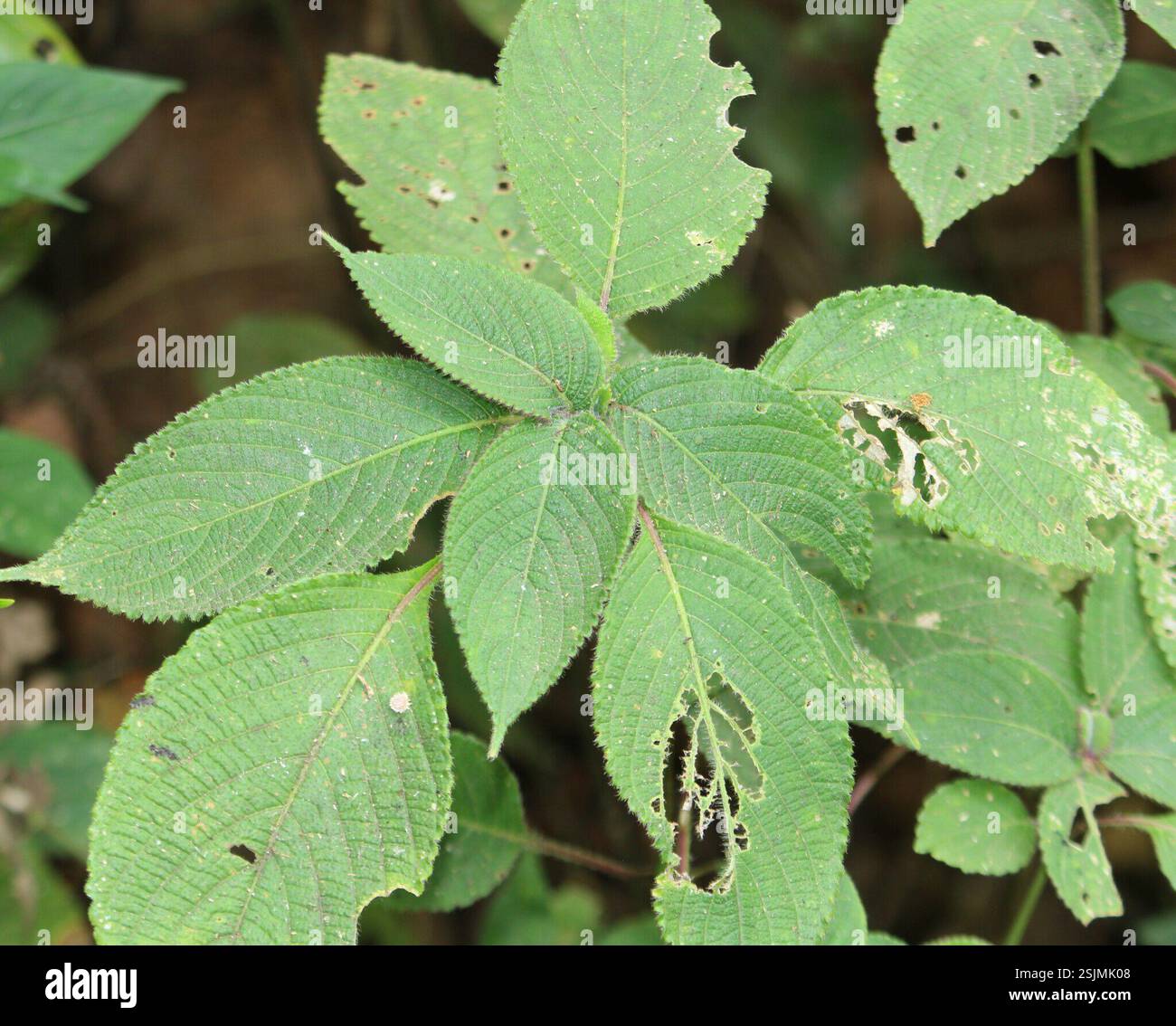(Strobilanthes heyneana), Plantae, Mysore Division, Karnataka, India ...