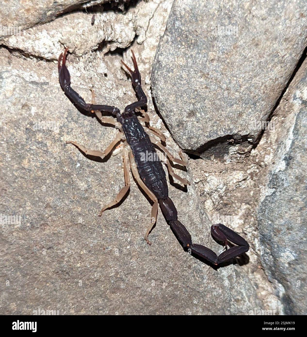Slender Brown Scorpion (Centruroides gracilis), Arachnida, Santa Cruz ...