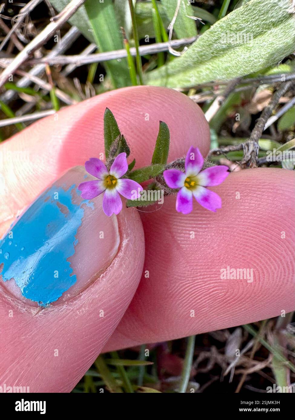 slender phlox (Microsteris gracilis), Plantae, Columbia River Gorge ...