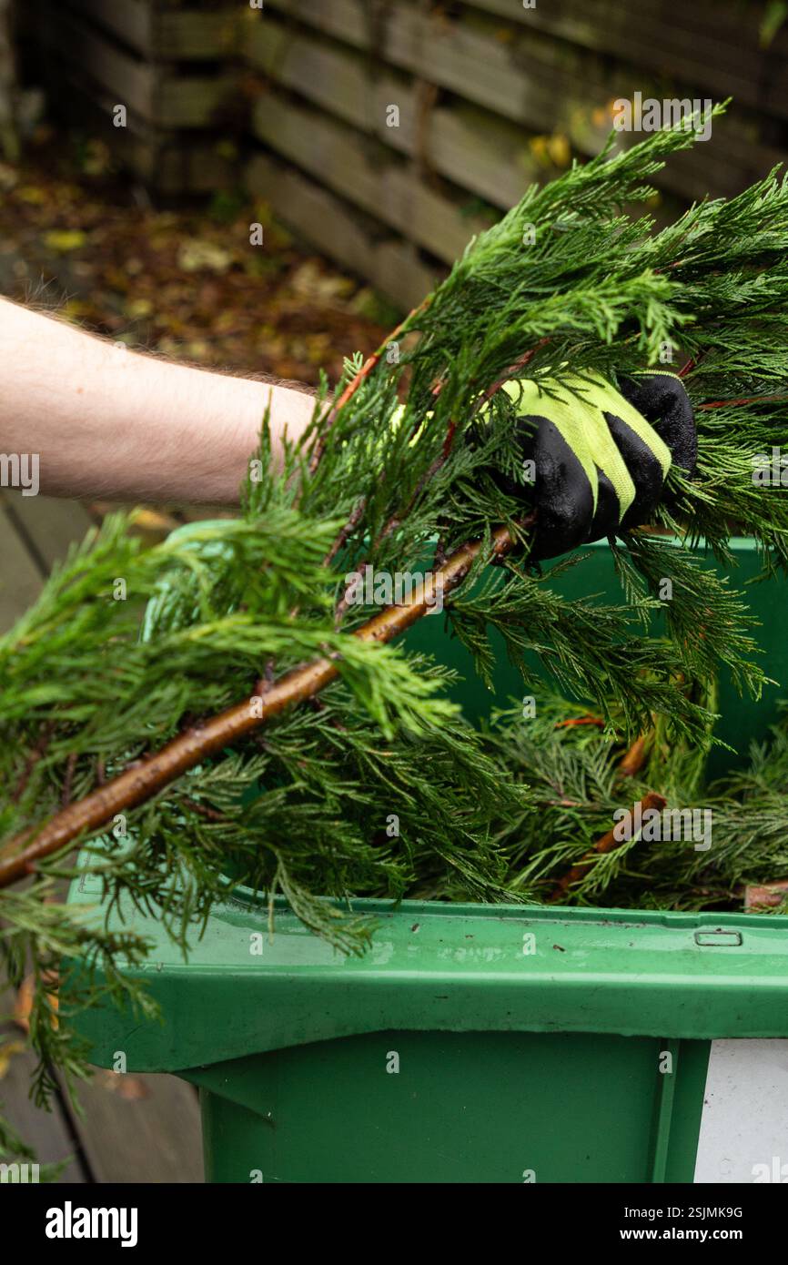 A close-up of a hand holding branches from a green tree, as part of ...