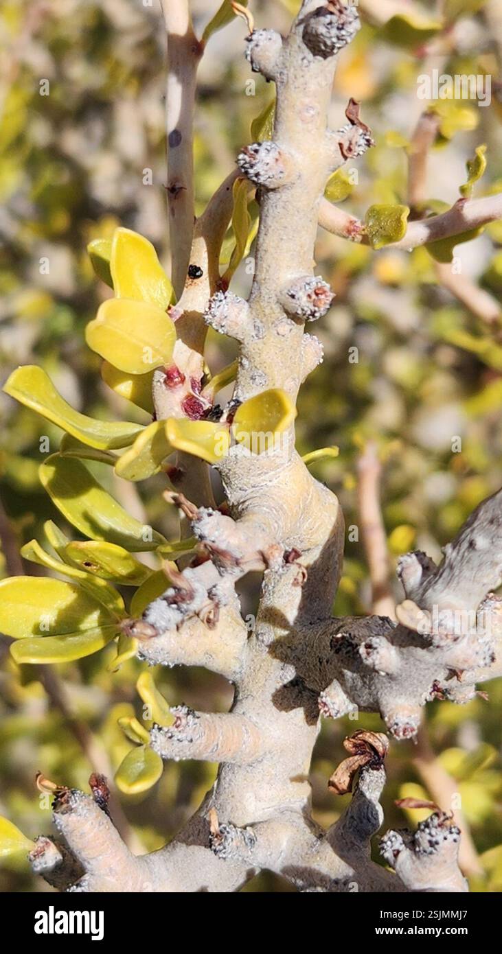 Physicnut (Jatropha cuneata), Plantae, Bahía de Loreto, Loreto, MX-BS ...
