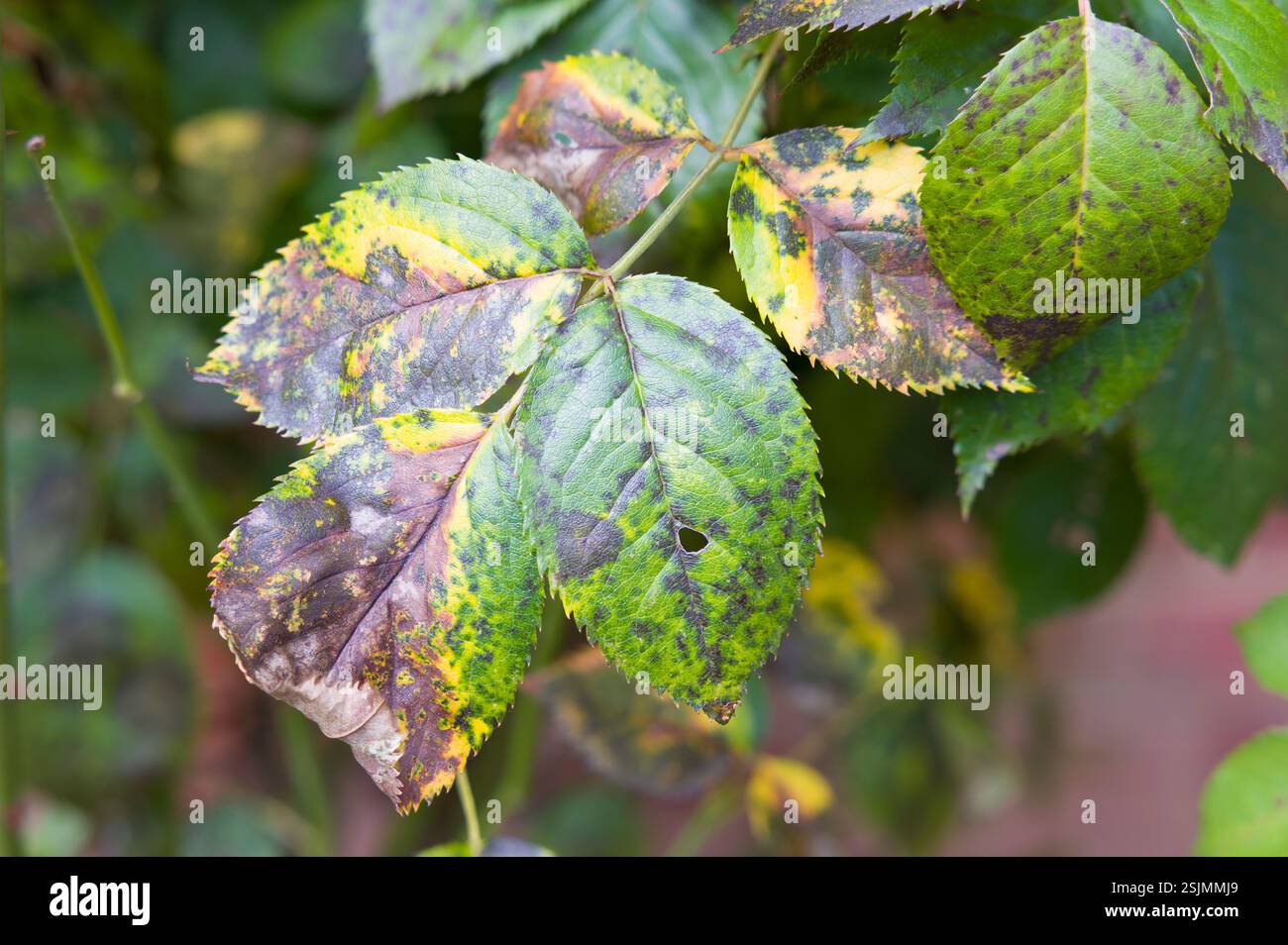 Rose black spot (Diplocarpon rosae) fungus infection on rose leaves, UK ...