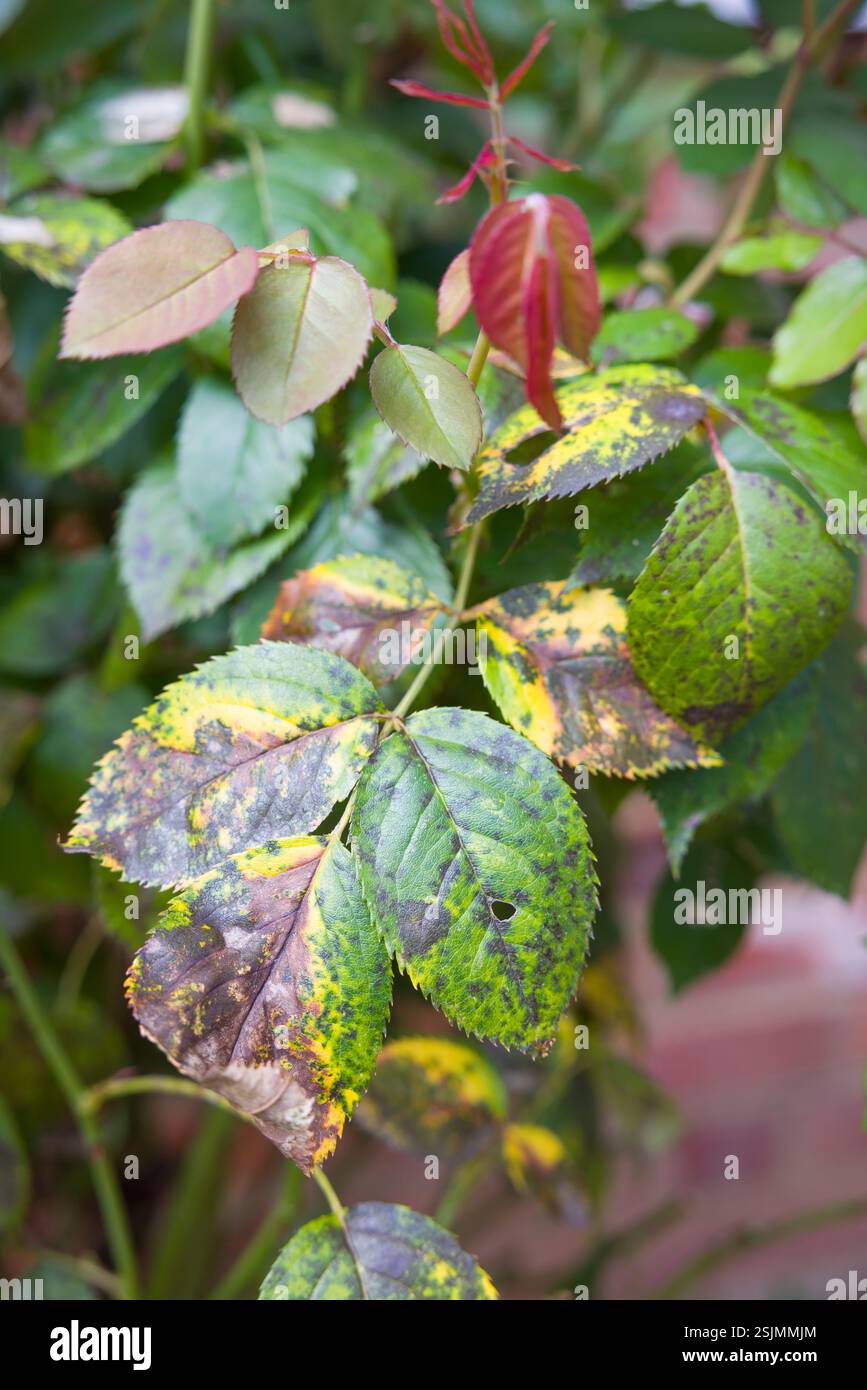 Rose black spot (Diplocarpon rosae) fungus infection on rose leaves, UK ...