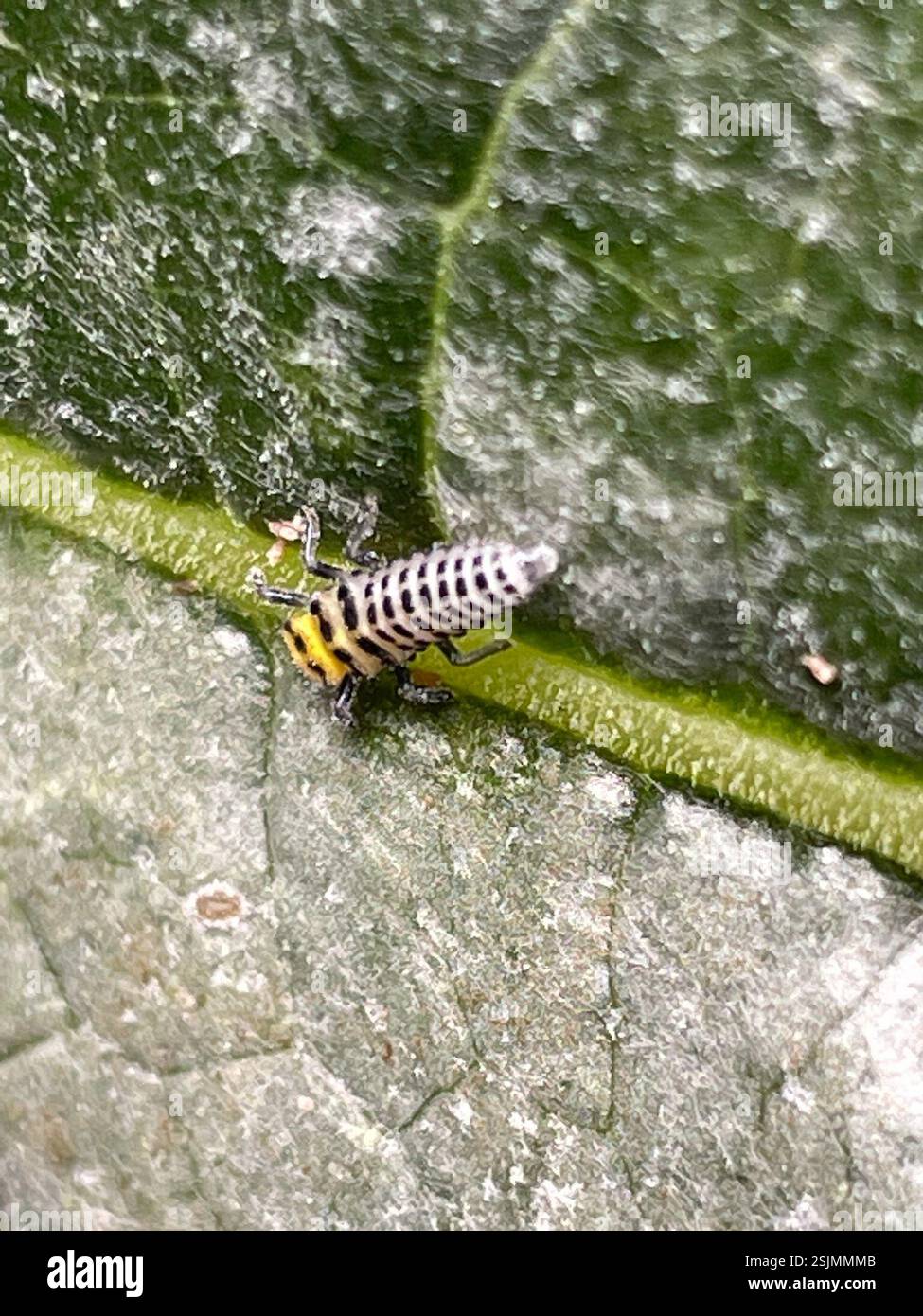 Fungus-eating ladybird (Illeis galbula), Insecta, Melbourne VIC ...