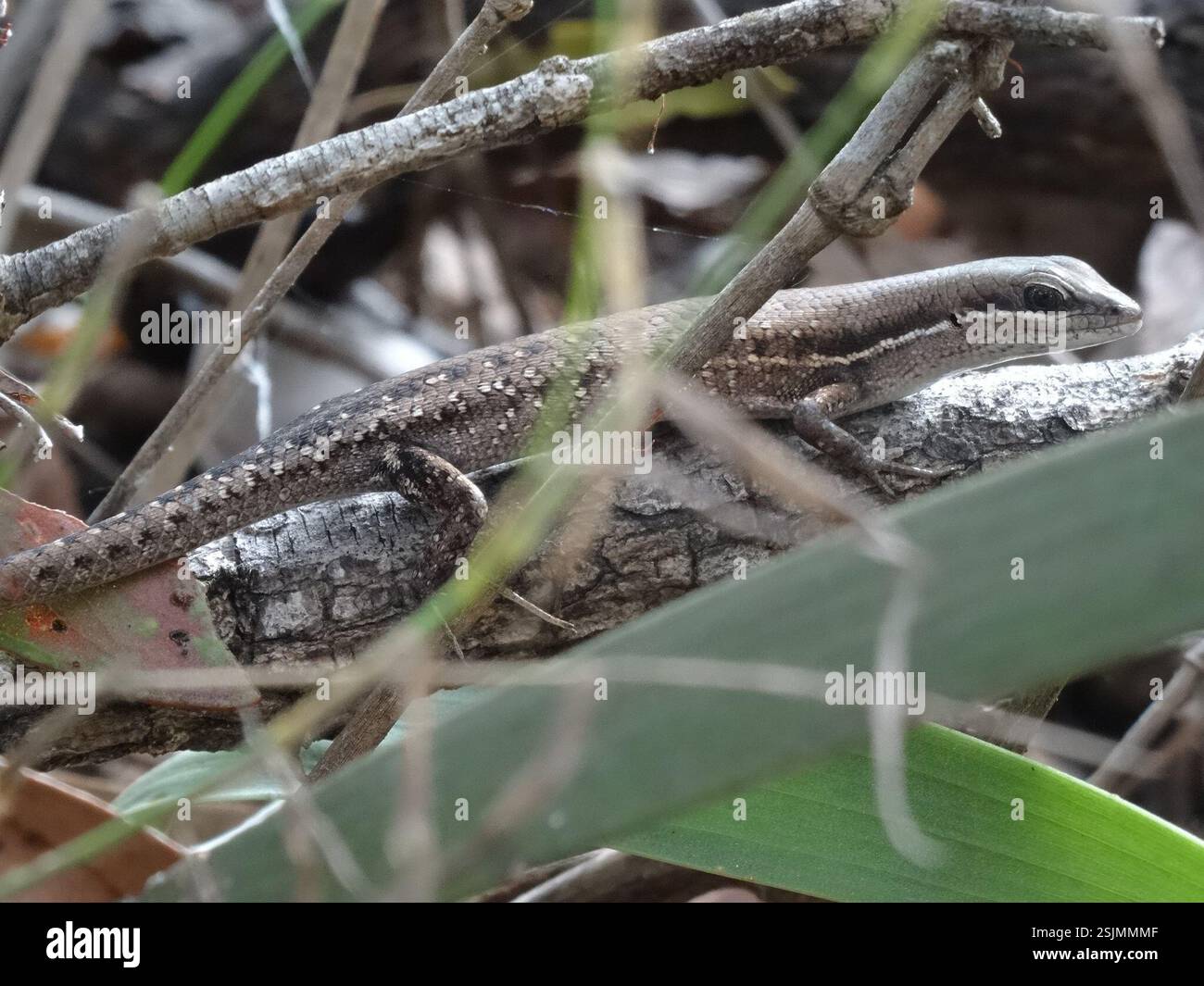 Rainbow Skinks (Carlia), Reptilia, Oxford QLD 4742, Australia Stock ...
