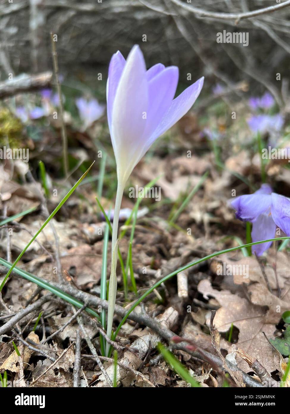 Woodland crocus (Crocus tommasinianus), Plantae, R 854, Grude ...