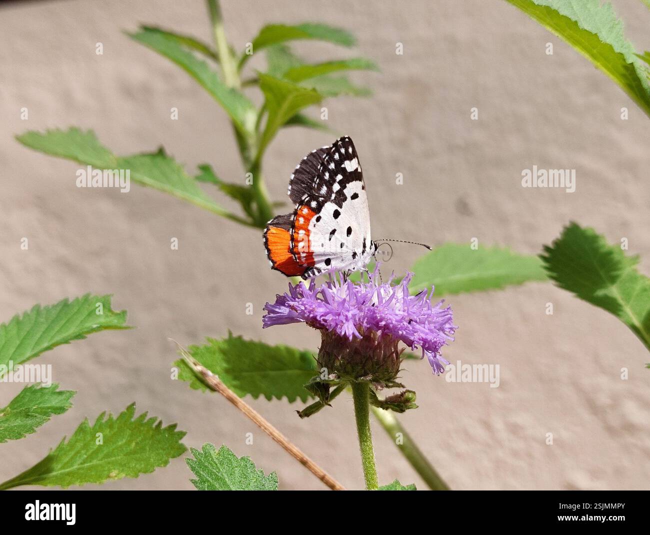 Red Pierrot (Talicada nyseus), Insecta, Kumplampoika, Kerala 689661 ...