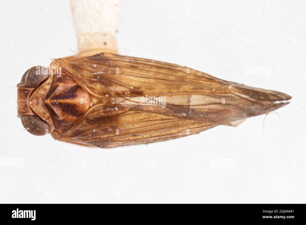 (Caudibeccus punctatus), Insecta, South Bimini, The Bahamas, This is ...