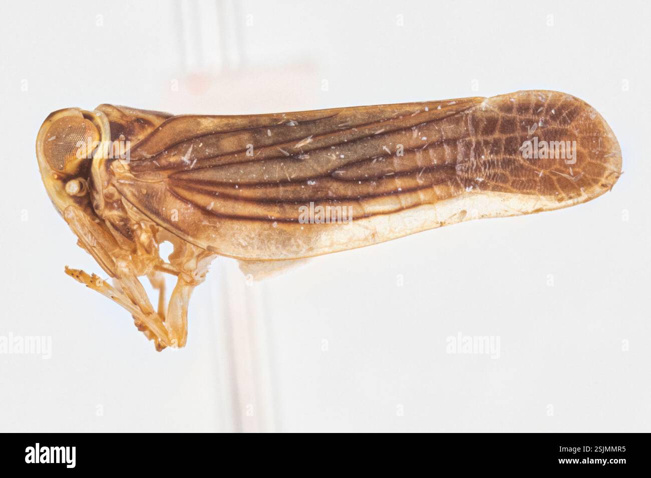 (Colpoptera clerodendri), Insecta, Fonds Des Negres, Haiti, This is the ...