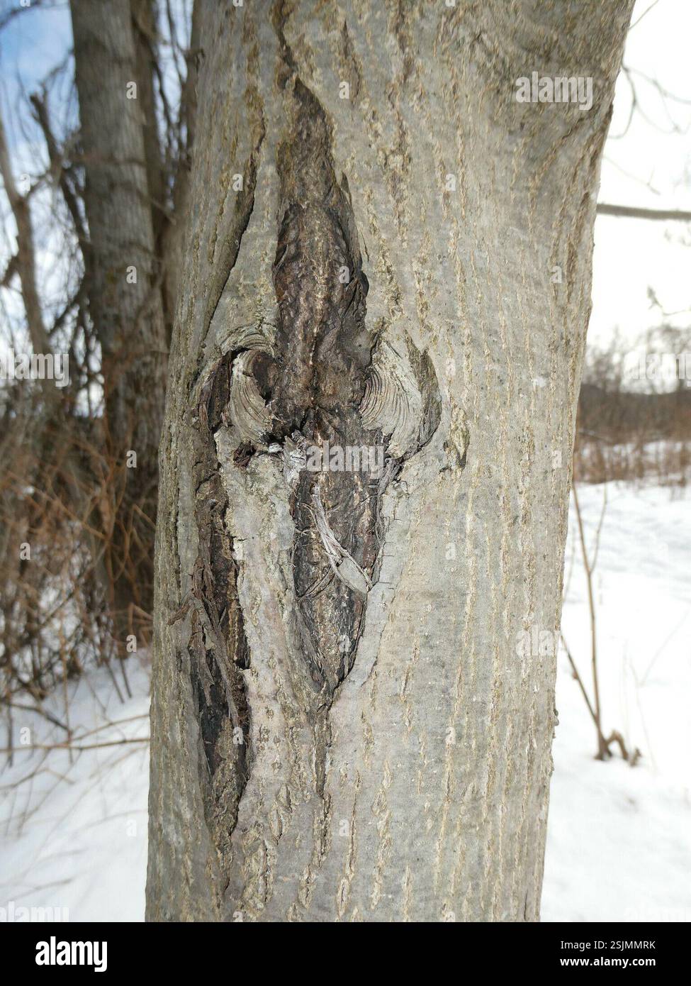 butternut canker (Ophiognomonia clavigignenti-juglandacearum), Fungi ...